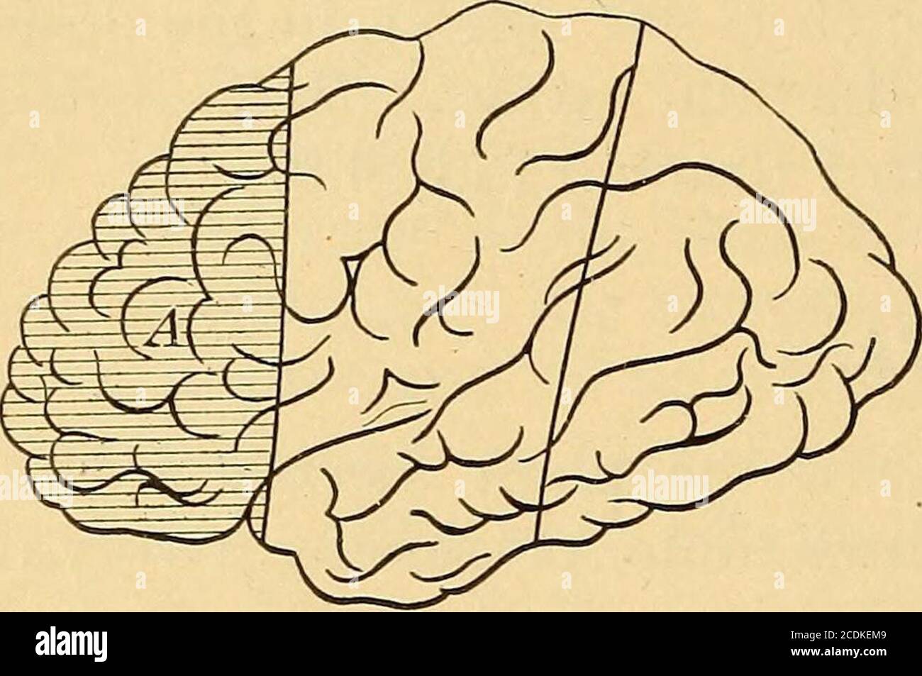 . A text-book of practical therapeutics, with especial reference to the ...