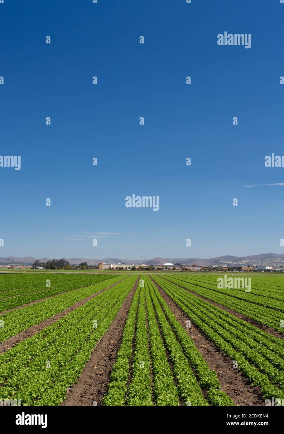 Lettuce Field Panorama Stock Photo - Alamy