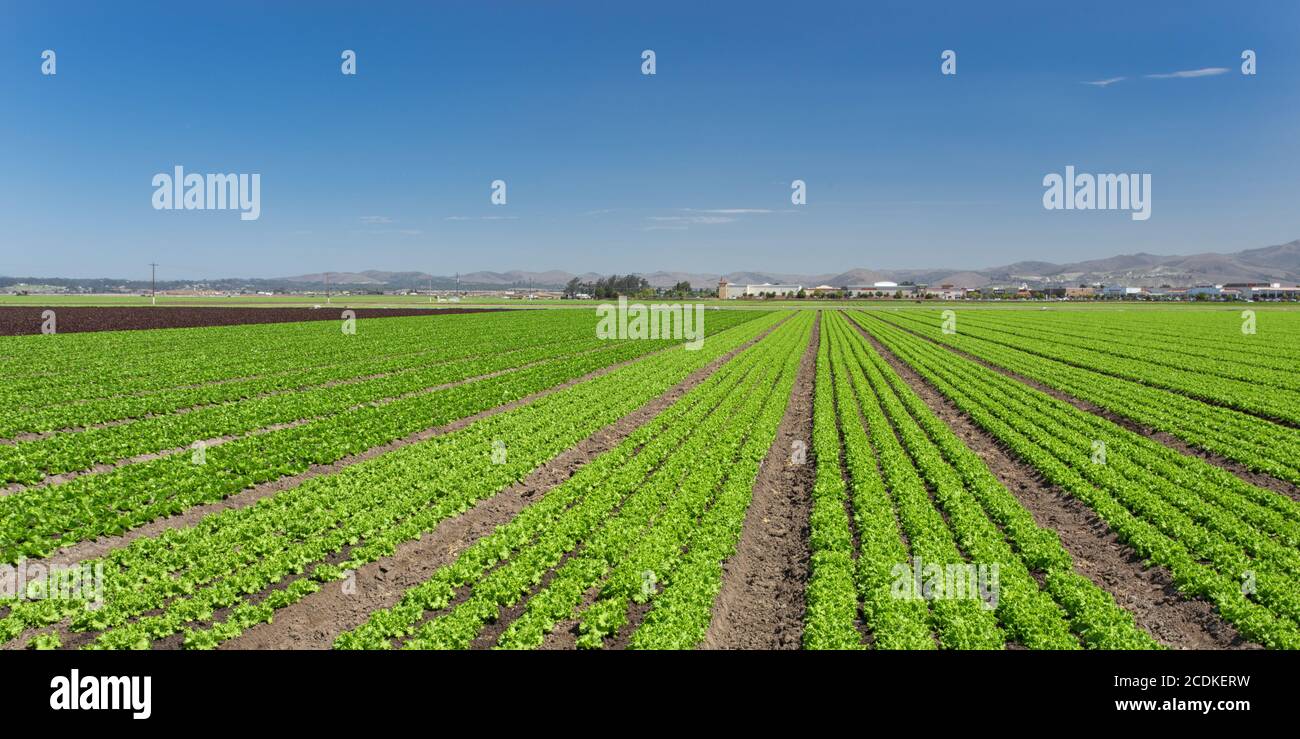 Lettuce Field Panorama Stock Photo - Alamy