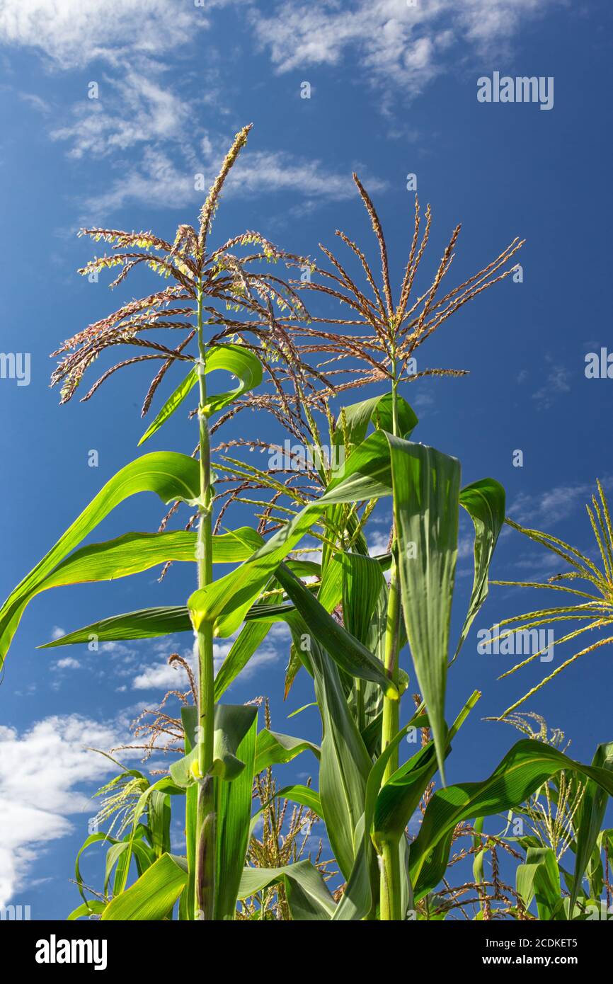 Tall Corn Ready to Harvest Stock Photo - Alamy