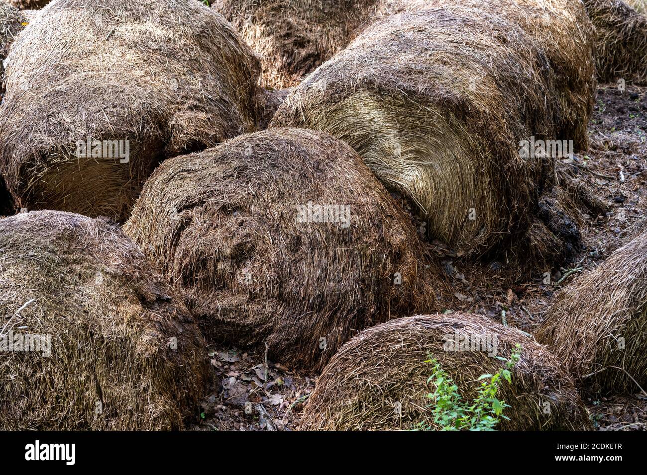 Cattle food hi-res stock photography and images - Alamy