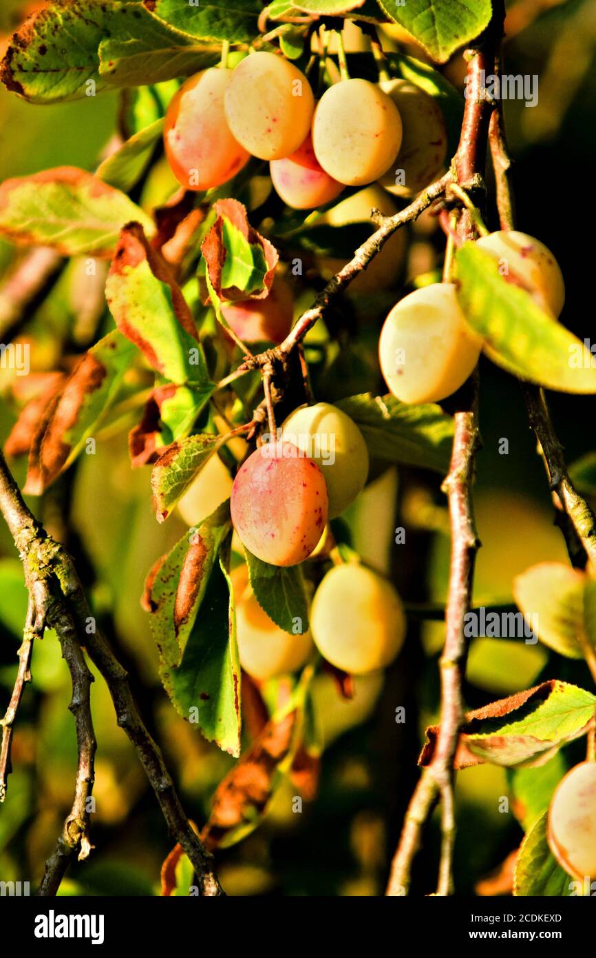 Pulp of plums hi-res stock photography and images - Alamy
