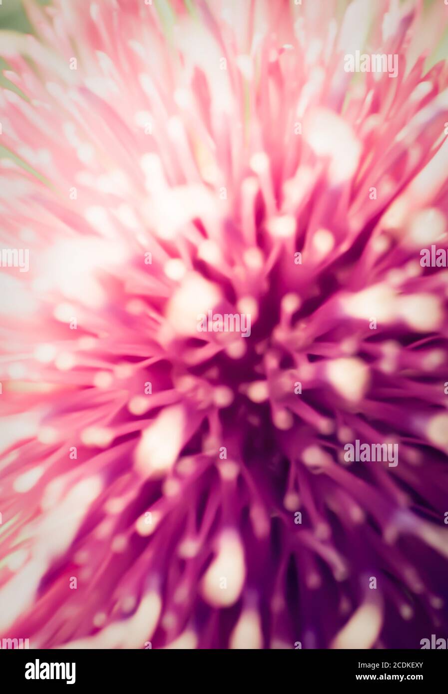 Abstract flower detail hi-res stock photography and images - Alamy