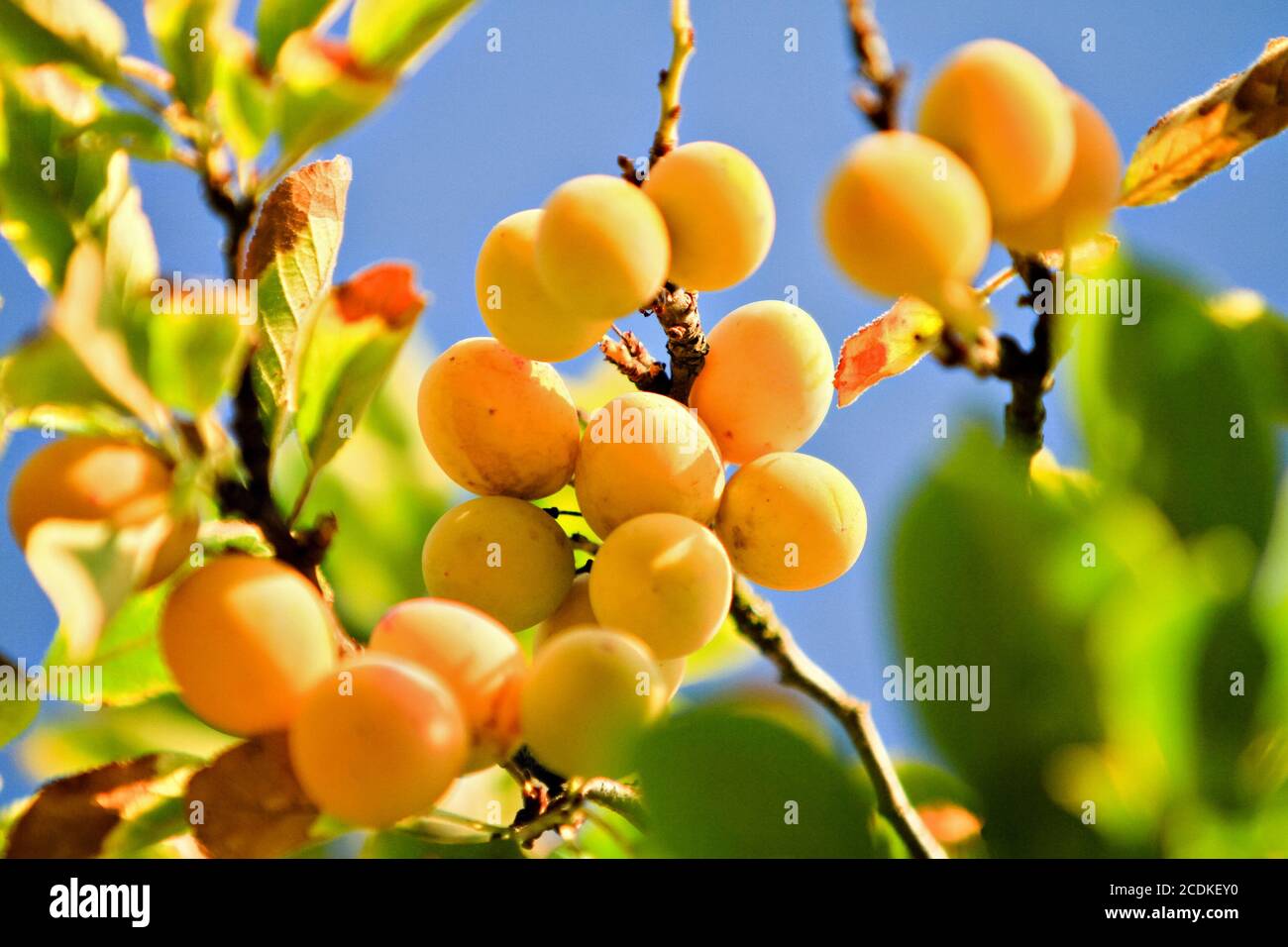 Yellow plums hi-res stock photography and images - Alamy