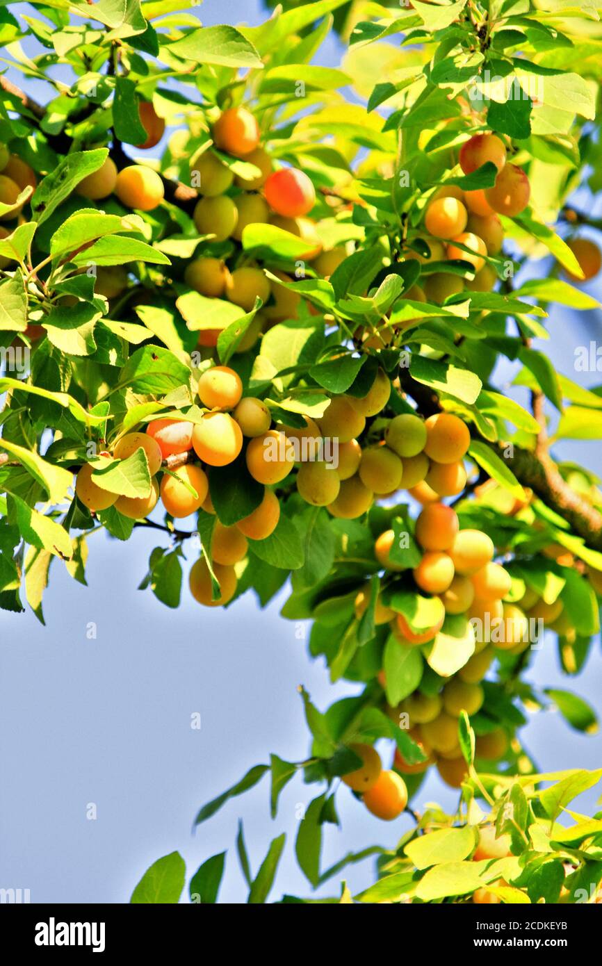 Yellow plums hi-res stock photography and images - Alamy