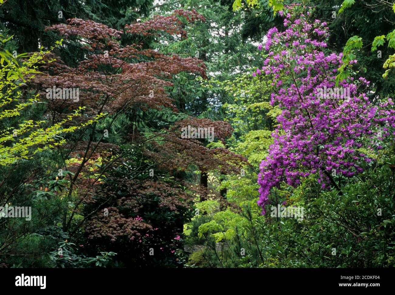 Spring canopy, Bellingham Children's Monument, Big Rock Garden Park ...