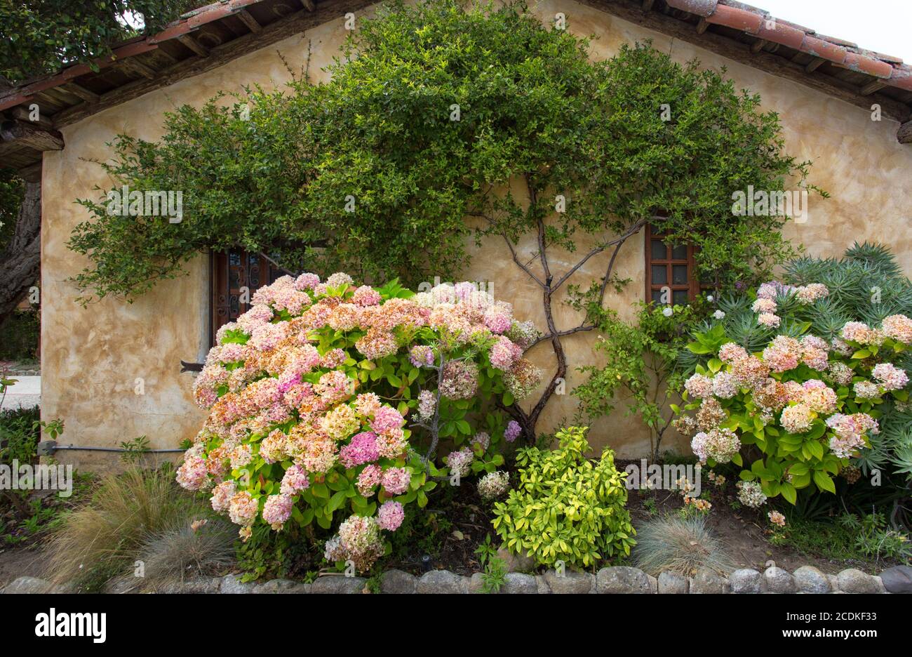 Pink hydrangea hi-res stock photography and images - Alamy