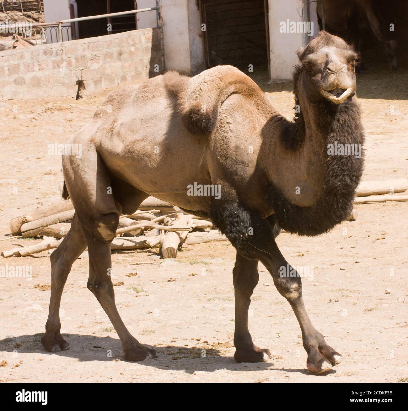 Camel color hair hi-res stock photography and images - Alamy