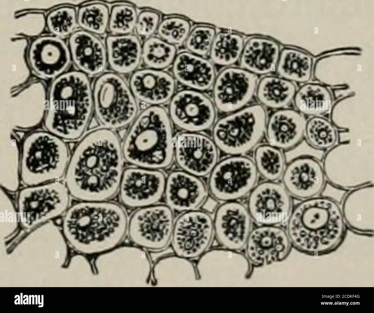 . The microscopy of vegetable foods, with special reference to the ...