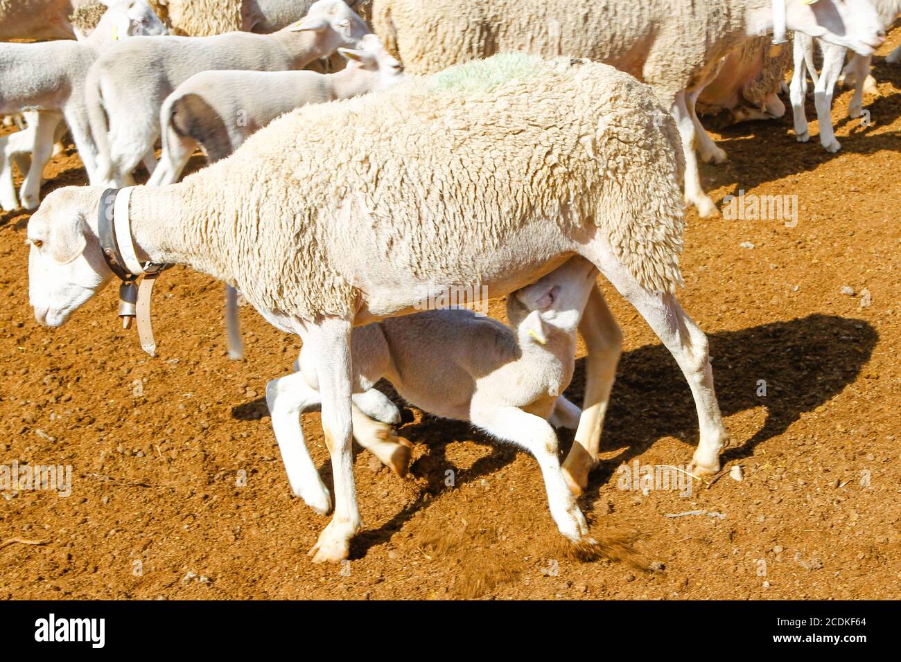 Breeding of sheep in a farm. Livestock exploitation in Spain Stock ...