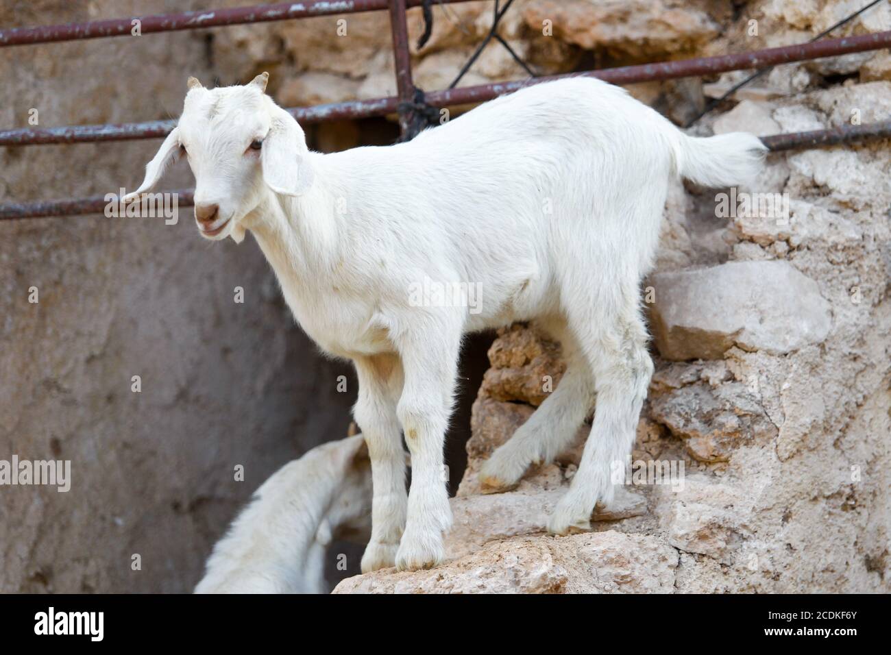 Spanish Boer Goats