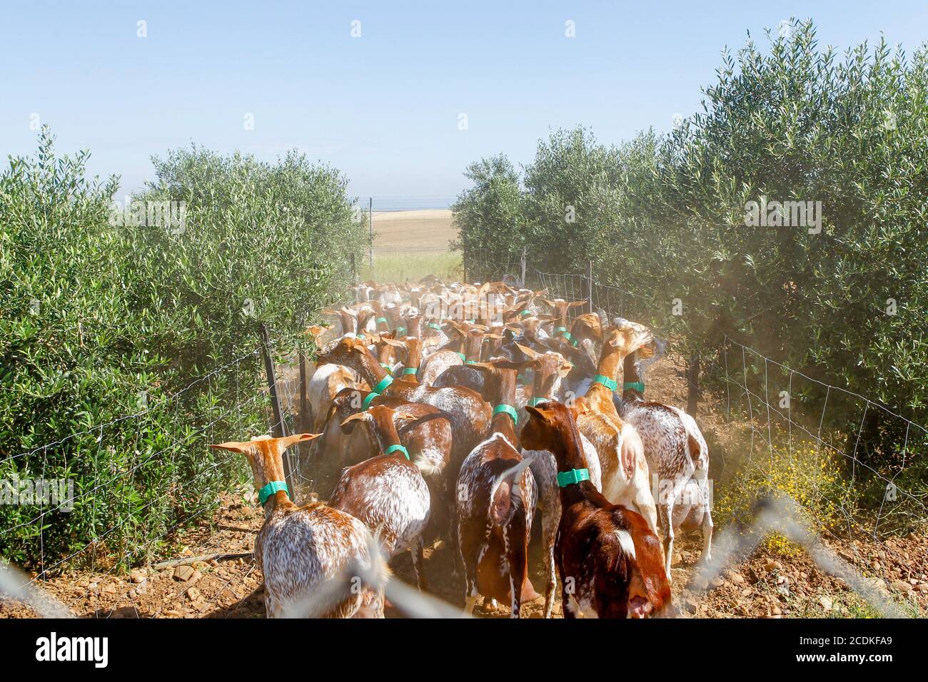 Breeding goats in a farm. Livestock exploitation in Spain Stock Photo ...