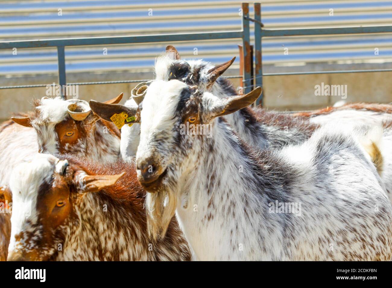 Breeding goats in a farm. Livestock exploitation in Spain Stock Photo ...