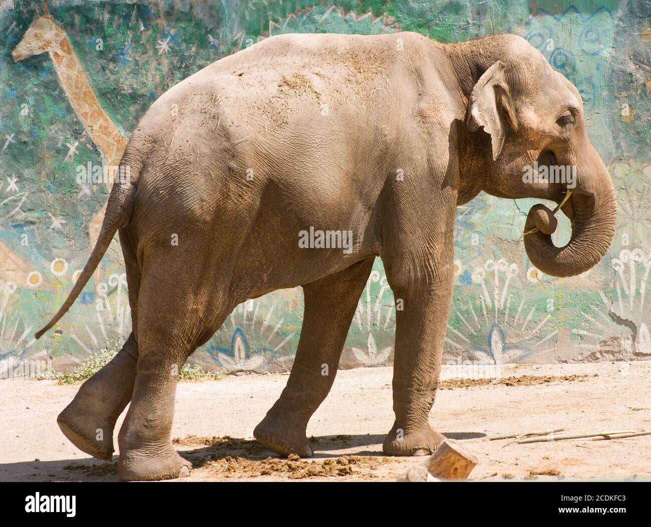 Asian elephant in the wild hi-res stock photography and images - Alamy
