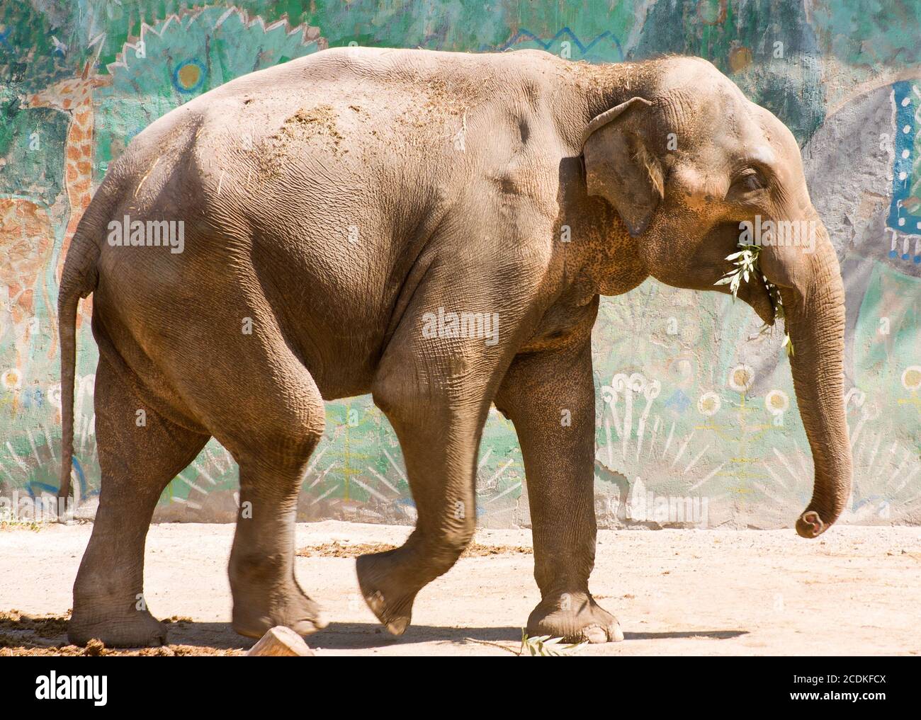 Walking elephant hi-res stock photography and images - Alamy