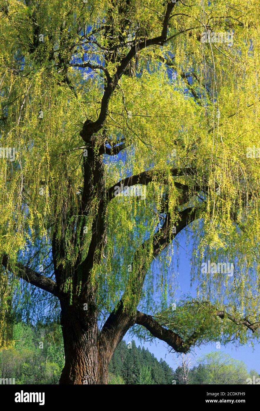 Willow, Conconully State Park, Washington Stock Photo - Alamy