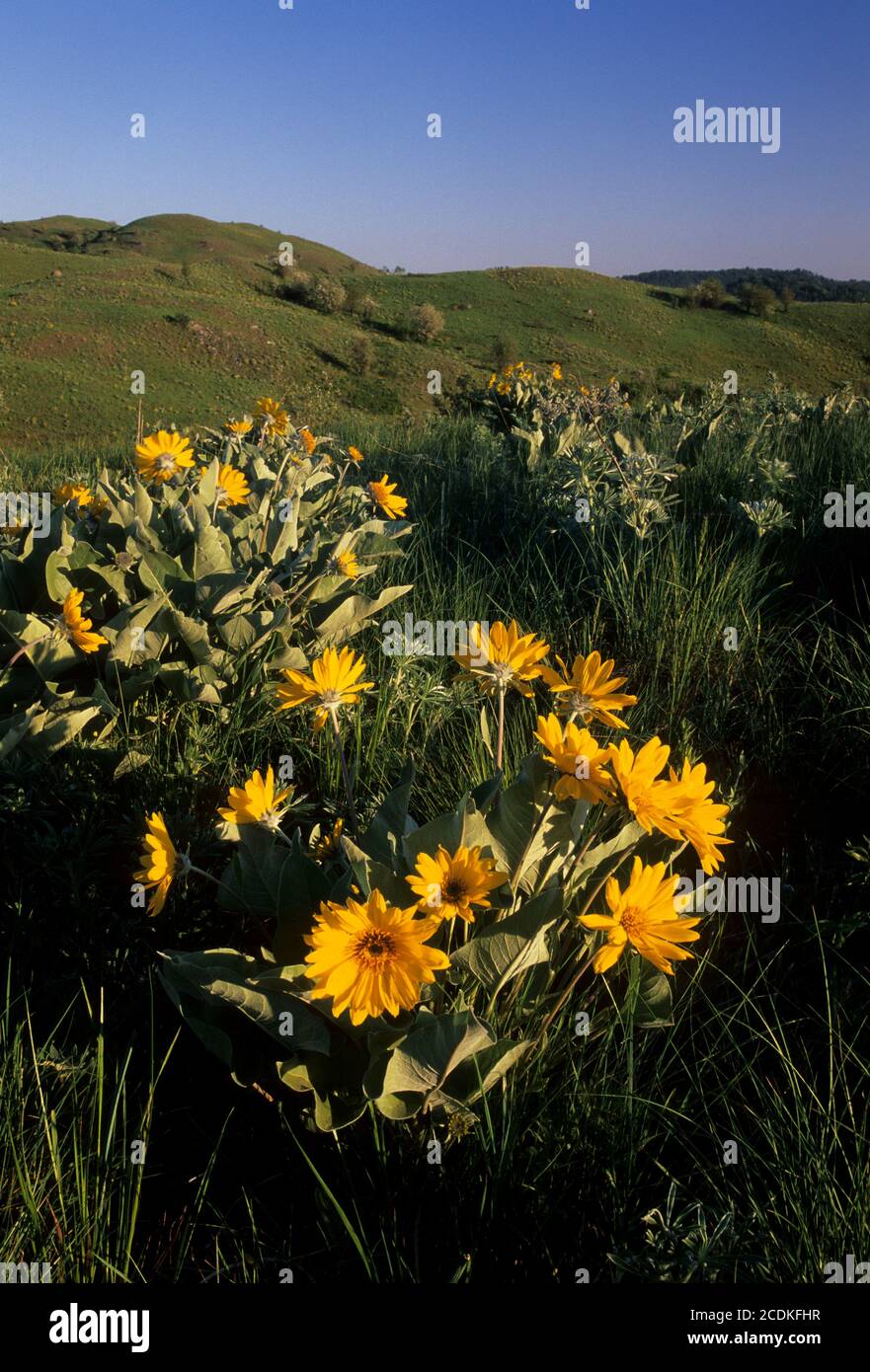 Balsamorhiza flower hi-res stock photography and images - Alamy