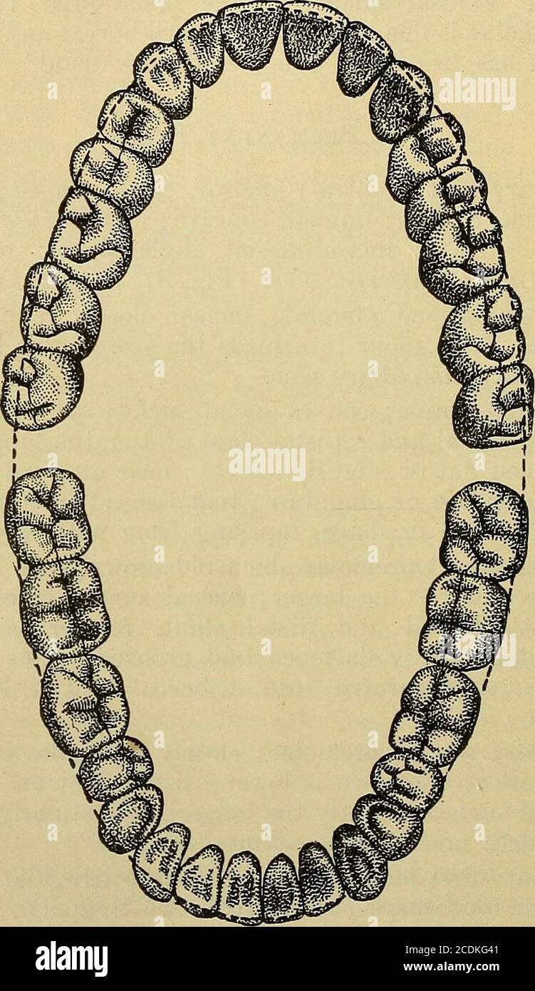 Maxillary first molar hi-res stock photography and images - Alamy
