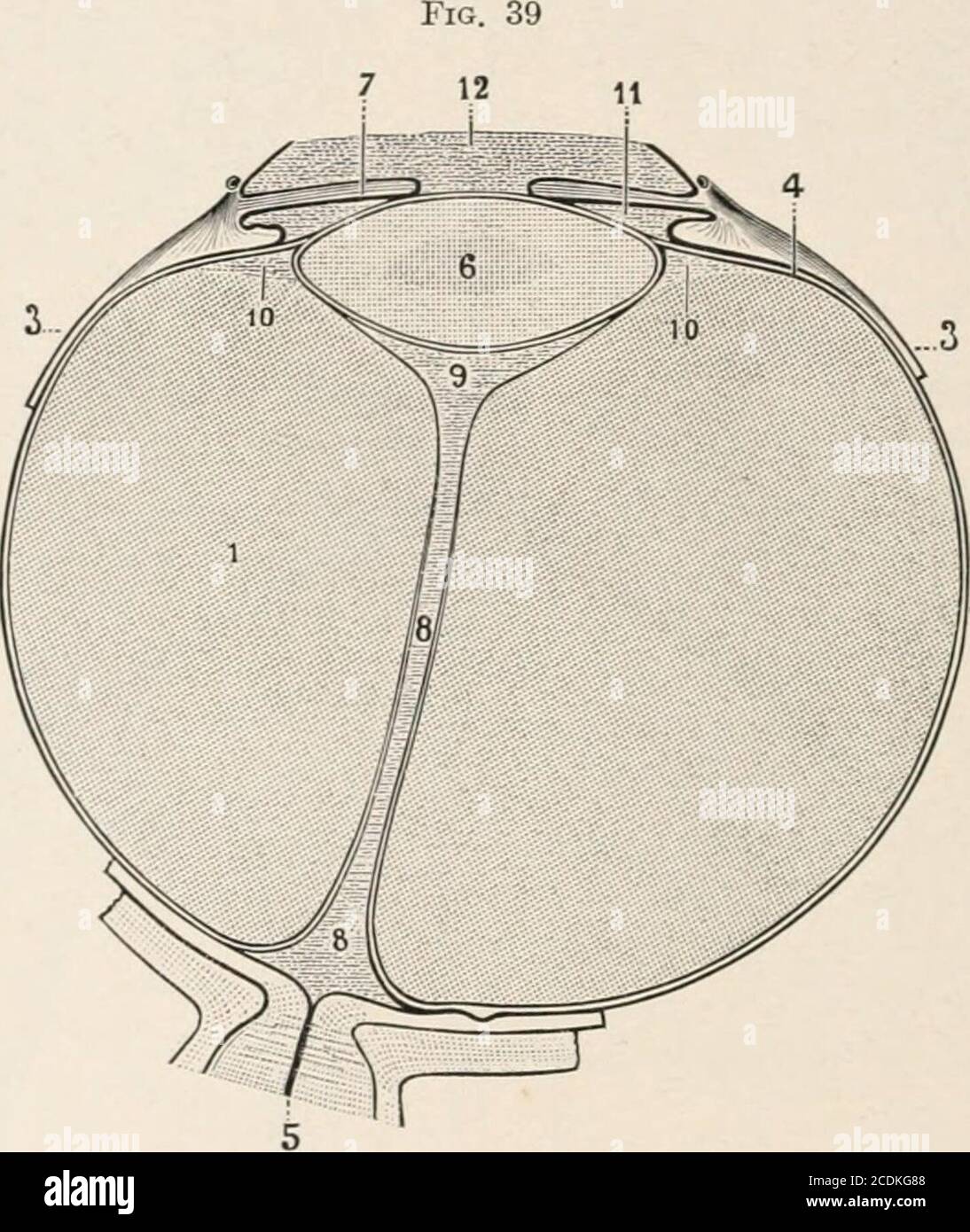 . A treatise on diseases of the eye . anteroposterior axis. At the ...