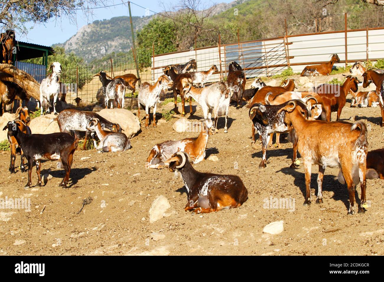 Breeding goats in a farm. Livestock exploitation in Spain Stock Photo ...
