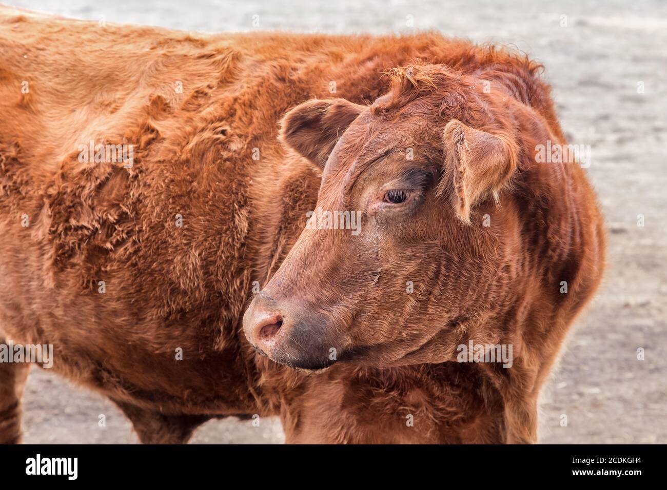 Red angus male hi-res stock photography and images - Alamy