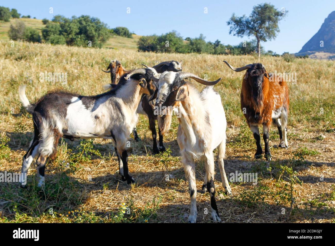 Breeding goats in a farm. Livestock exploitation in Spain Stock Photo ...