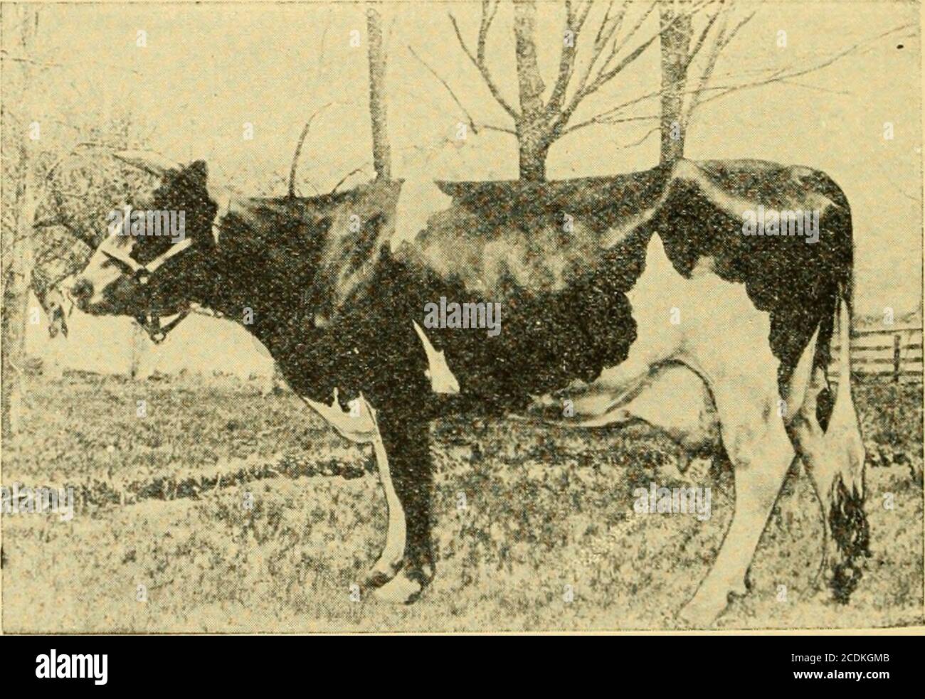 . Agriculture and the farming business . are the Holstein, or Holstein ...