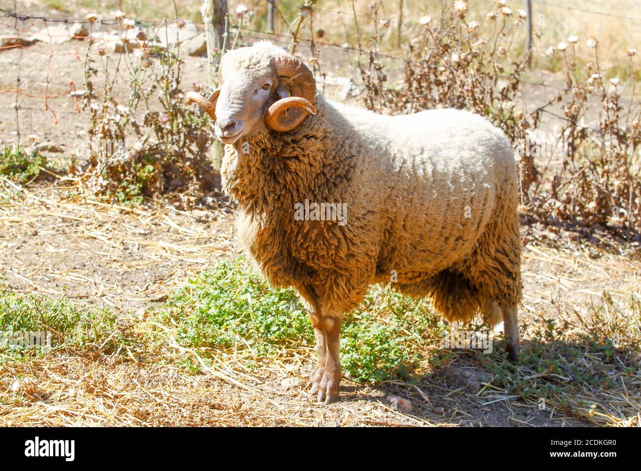 Breeding of sheep in a farm. Livestock exploitation in Spain Stock ...
