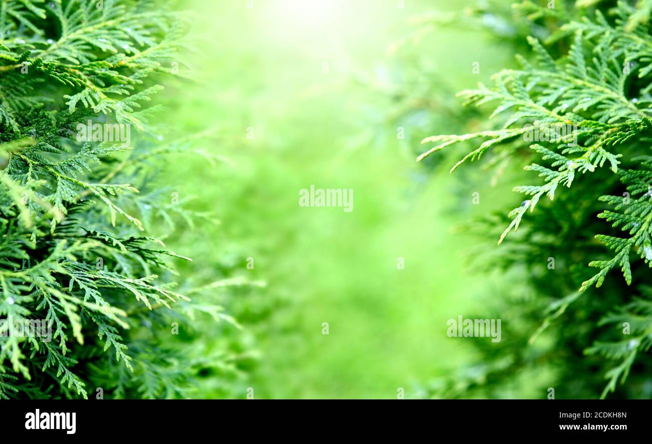 Foreground greenery hi-res stock photography and images - Alamy