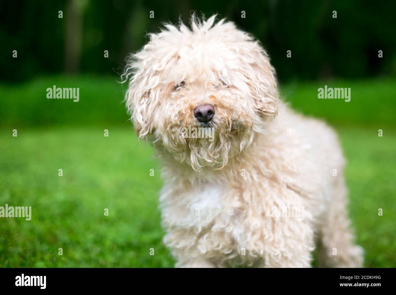 Scruffy hair hi-res stock photography and images - Alamy