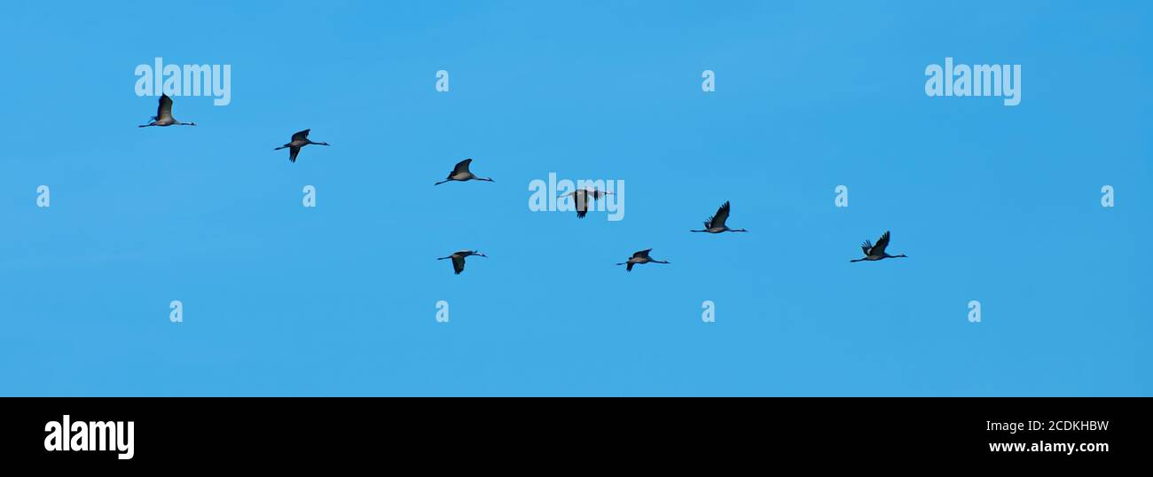 Cranes autumn hi-res stock photography and images - Alamy