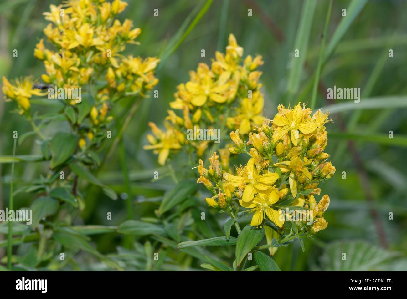 Close up of a Saint Johns wort (hypericum perforatum) plant in bloom ...