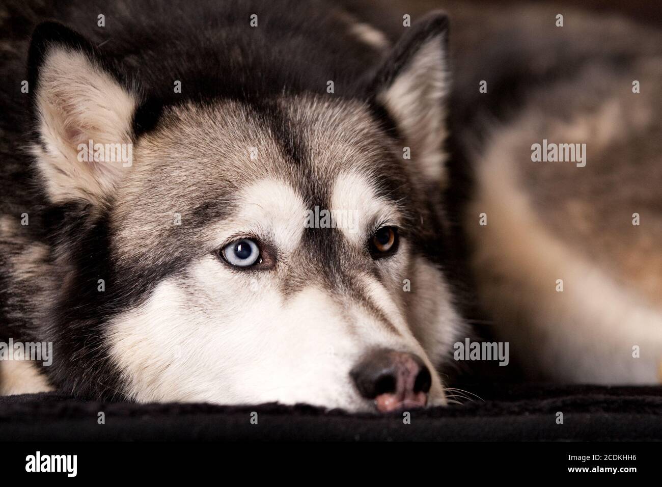Husky puppy laying down hi-res stock photography and images - Alamy