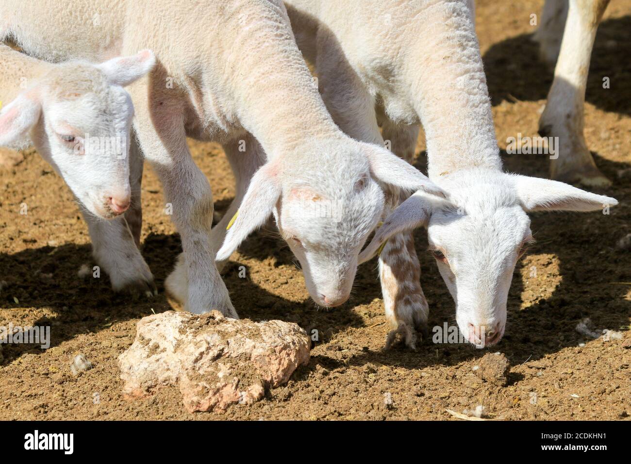 Breeding goats in a farm. Livestock exploitation in Spain Stock Photo ...