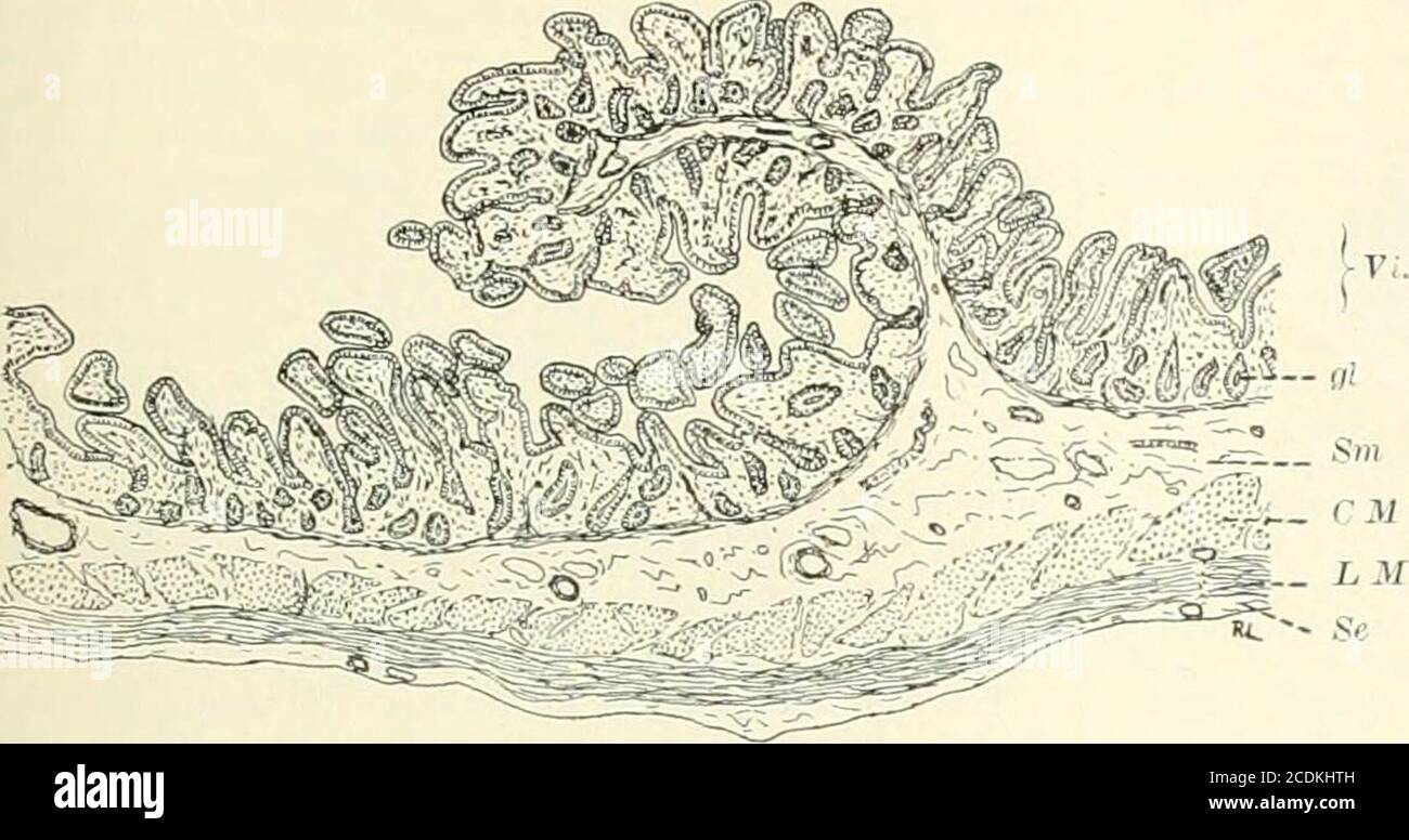 Lumen Of Intestinal Gland