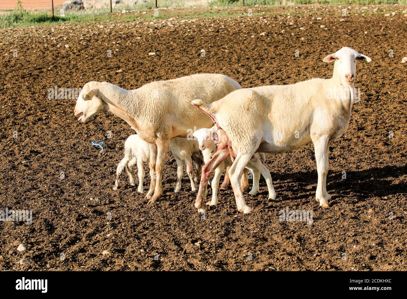 Breeding of sheep in a farm. Livestock exploitation in Spain Stock ...
