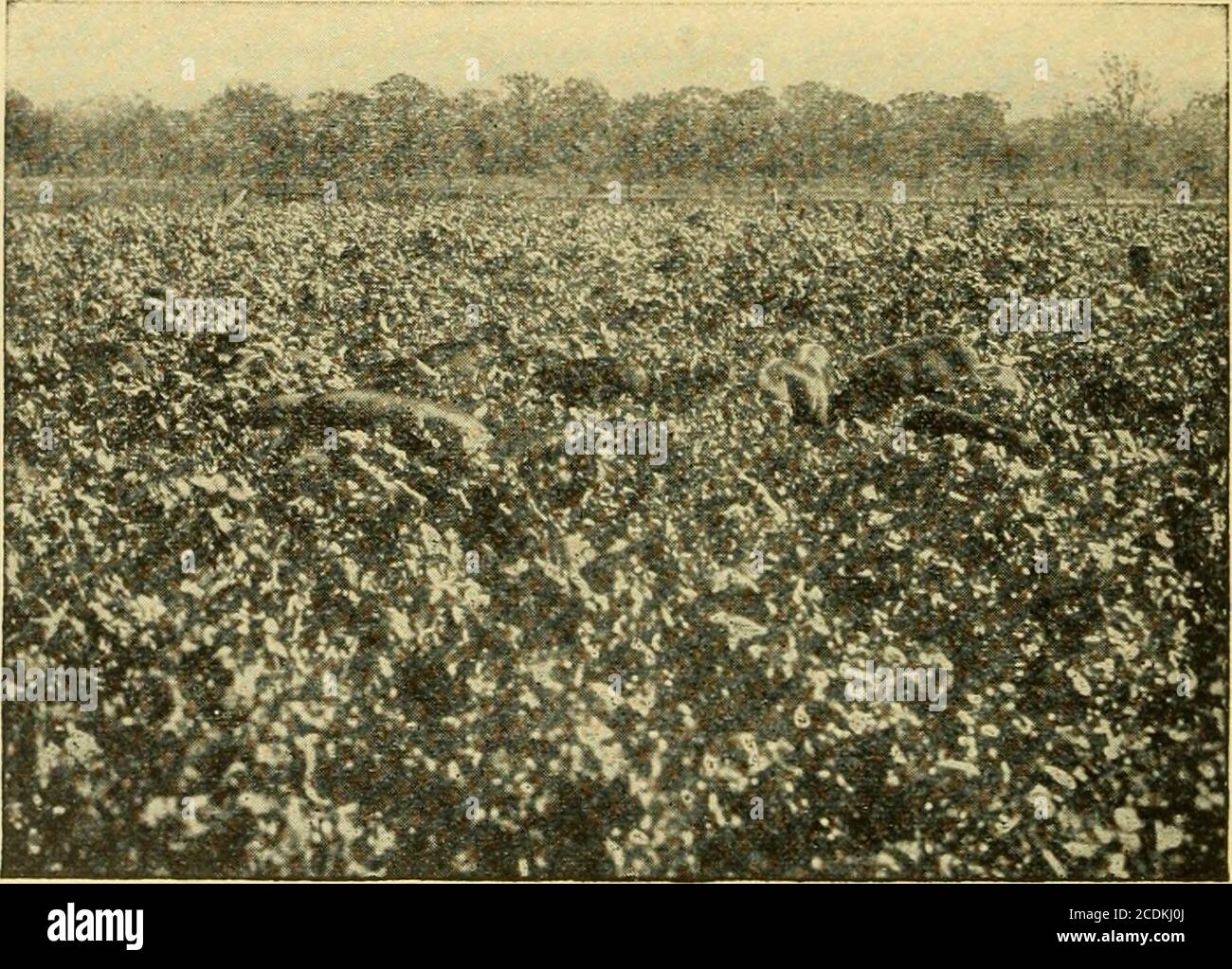 Manure application by hand hi-res stock photography and images - Alamy