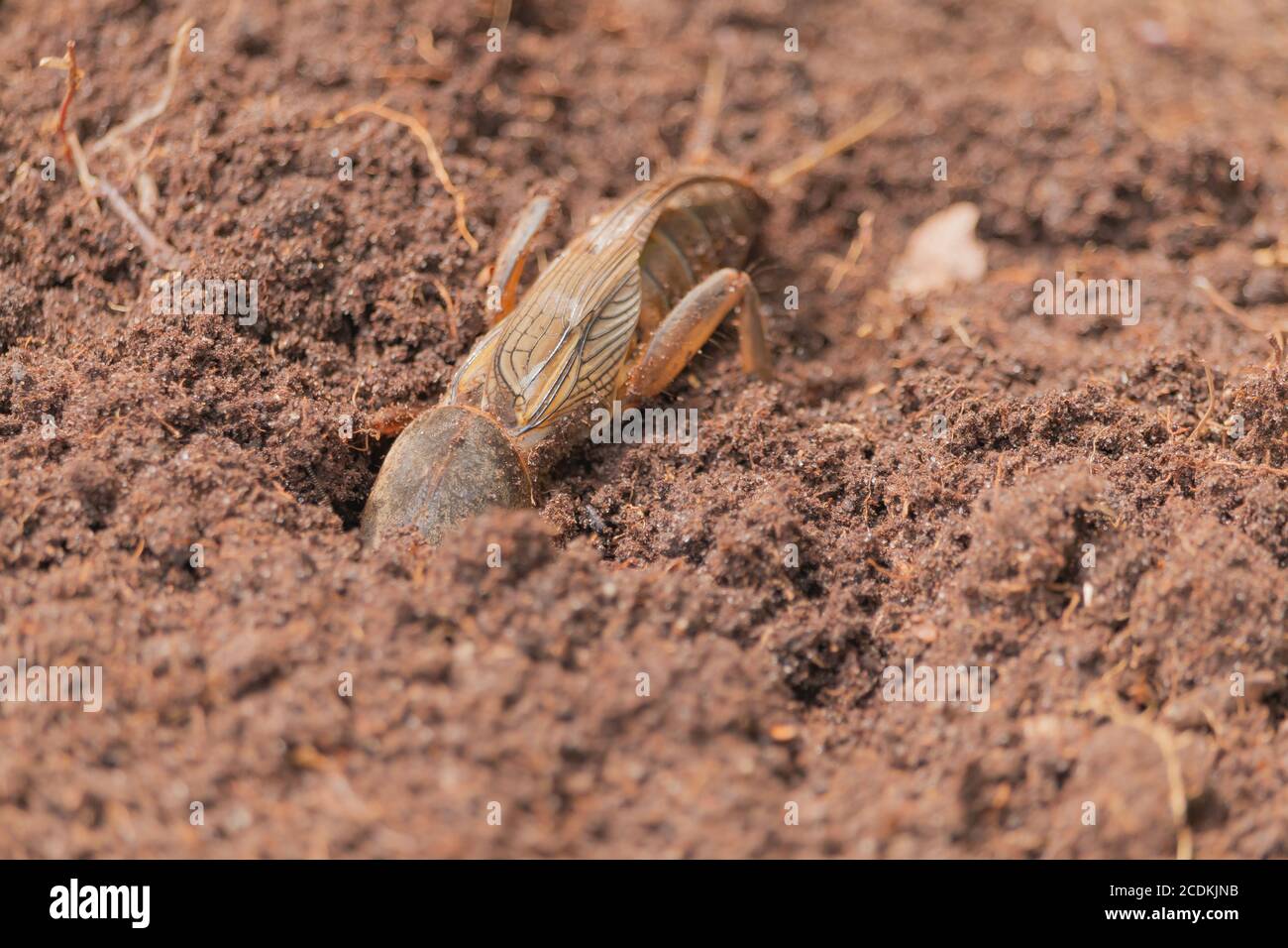 Harmful insect, an earthen agricultural pest. Gryllotalpa on the ...