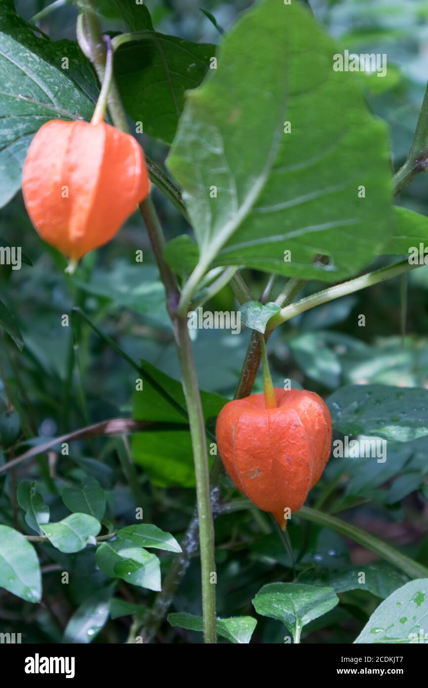 Bladder cherry hi-res stock photography and images - Alamy