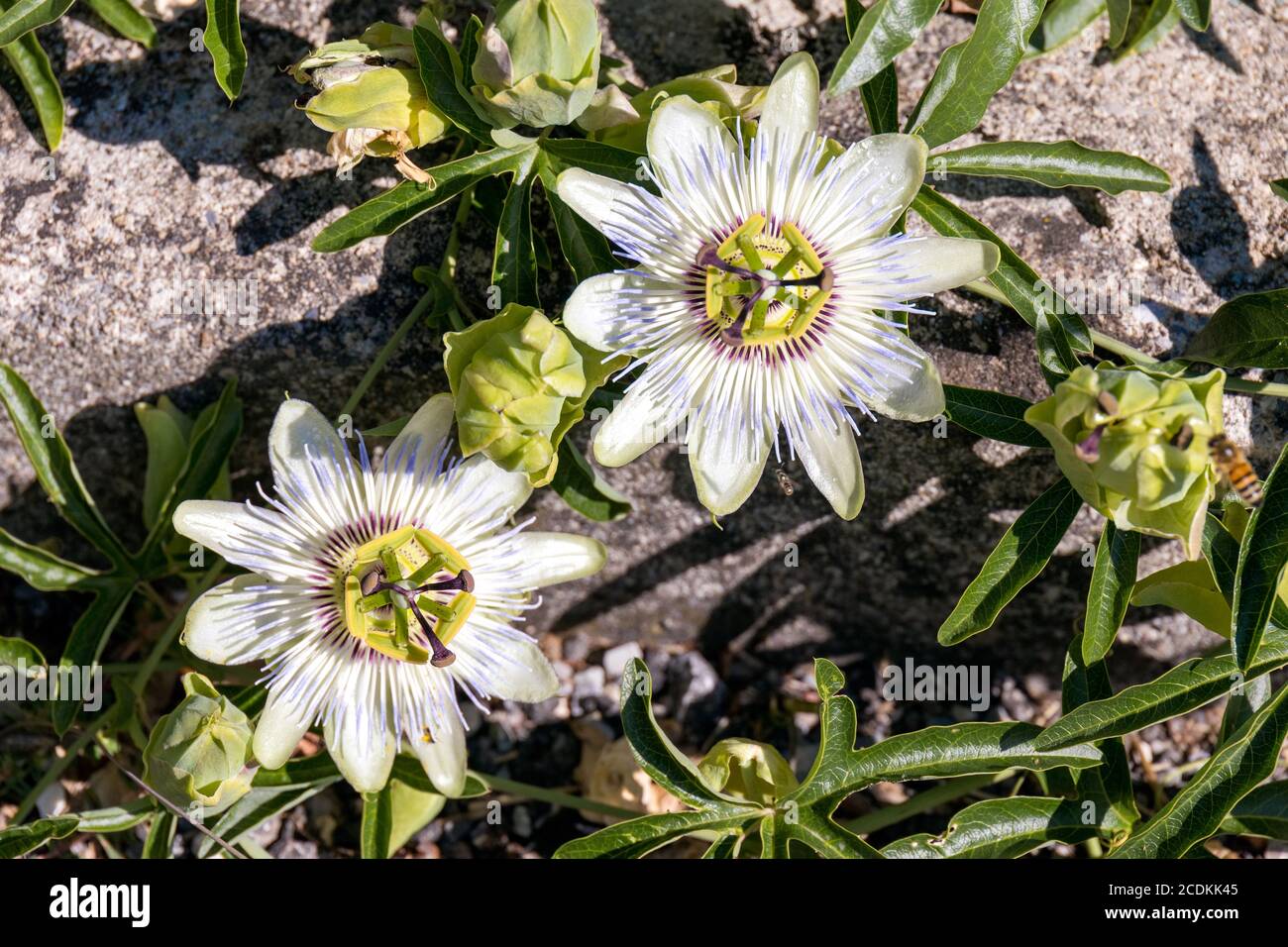 Passion Flower (Passifloraceae) in full bloom in Italy Stock Photo - Alamy