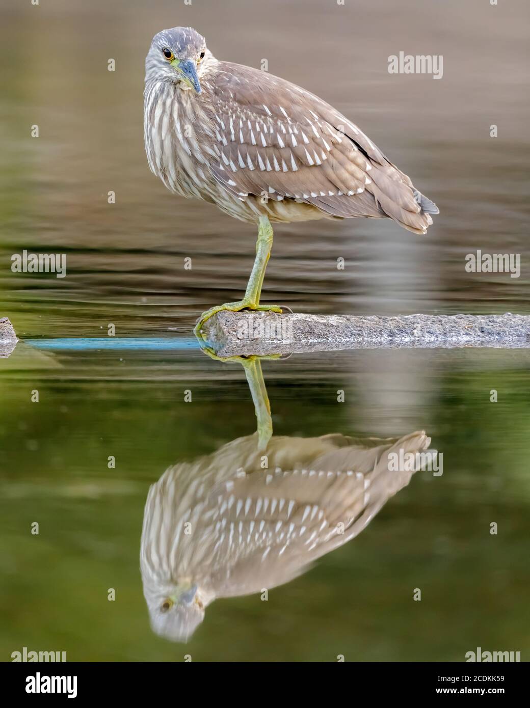 Black-crowned night heron, juvenile, fishing in lake Stock Photo - Alamy