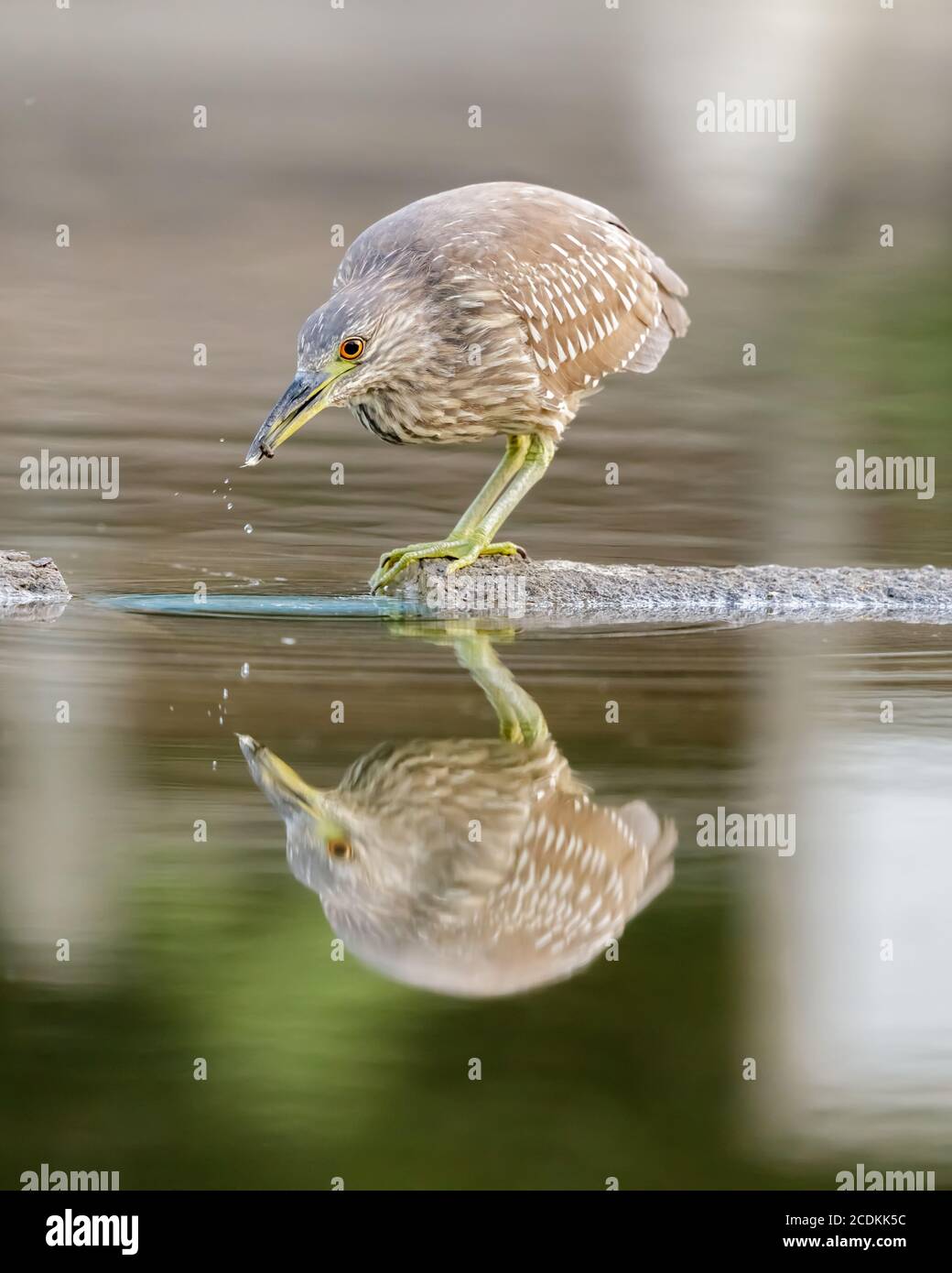 Black-crowned night heron, juvenile, fishing in lake Stock Photo - Alamy