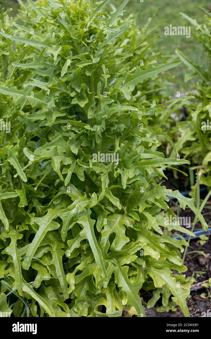 Garden lettuce lactuca sativa hi-res stock photography and images - Alamy