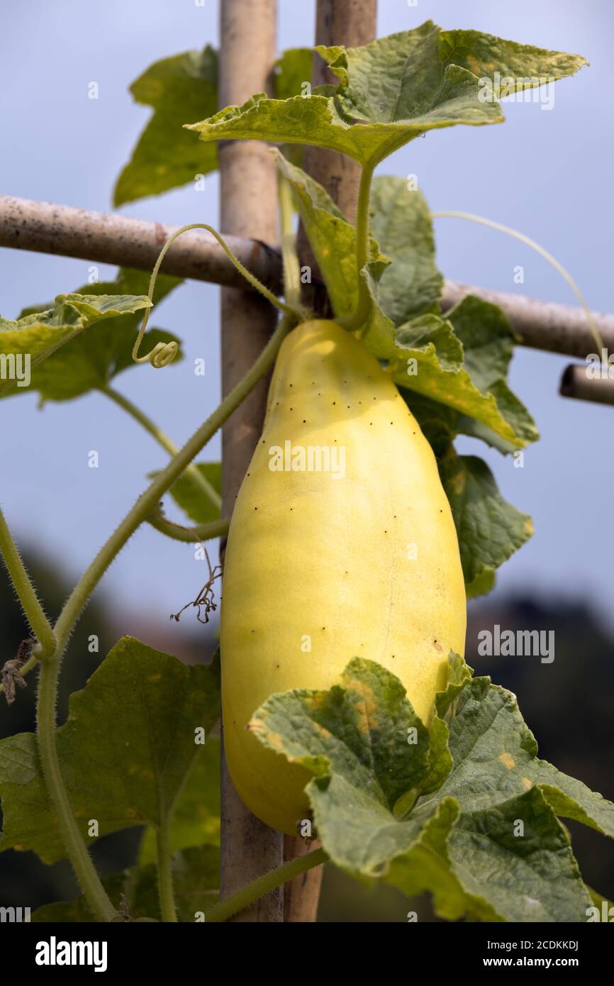 Cucumber 'Hmong Red' (Cucumis sativus) growing in a garden in Italy ...
