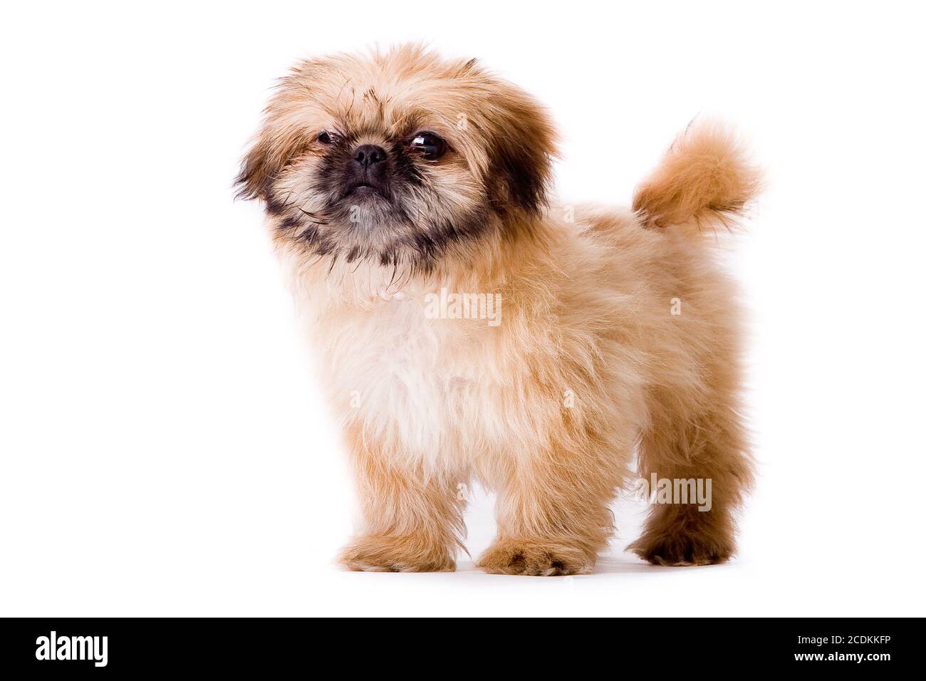 Sturdy little dog hi-res stock photography and images - Alamy