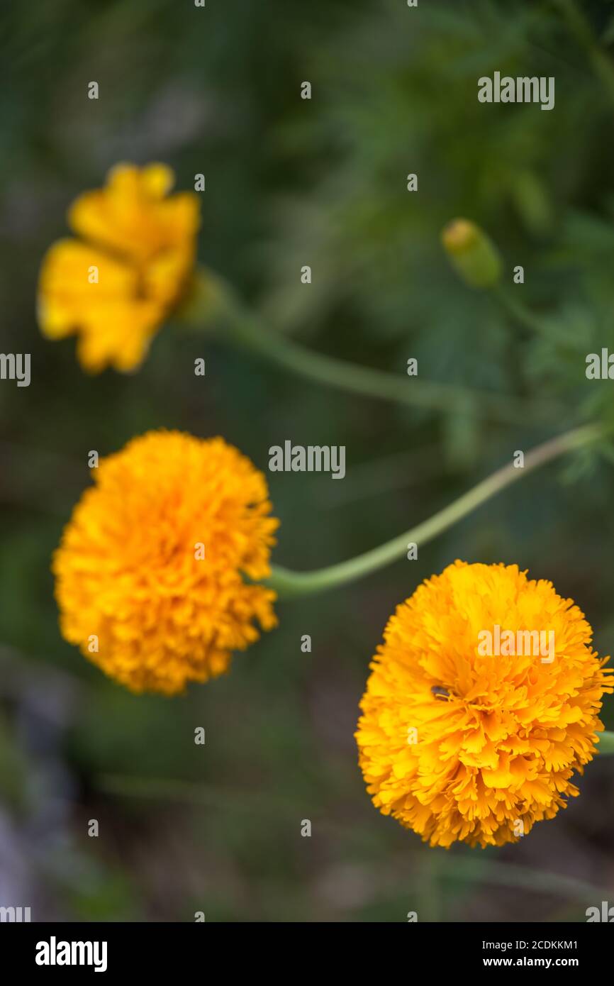 Golden Marigold (Tagetes erecta) growing in a garden in Italy Stock ...