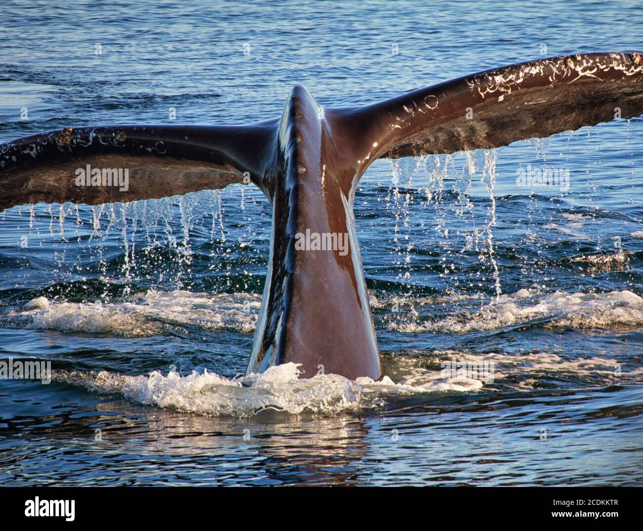 Diving Humpback Whale Stock Photo - Alamy