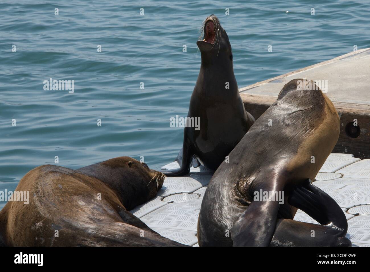 Sea Lion Ocean View California Stock Photo - Alamy