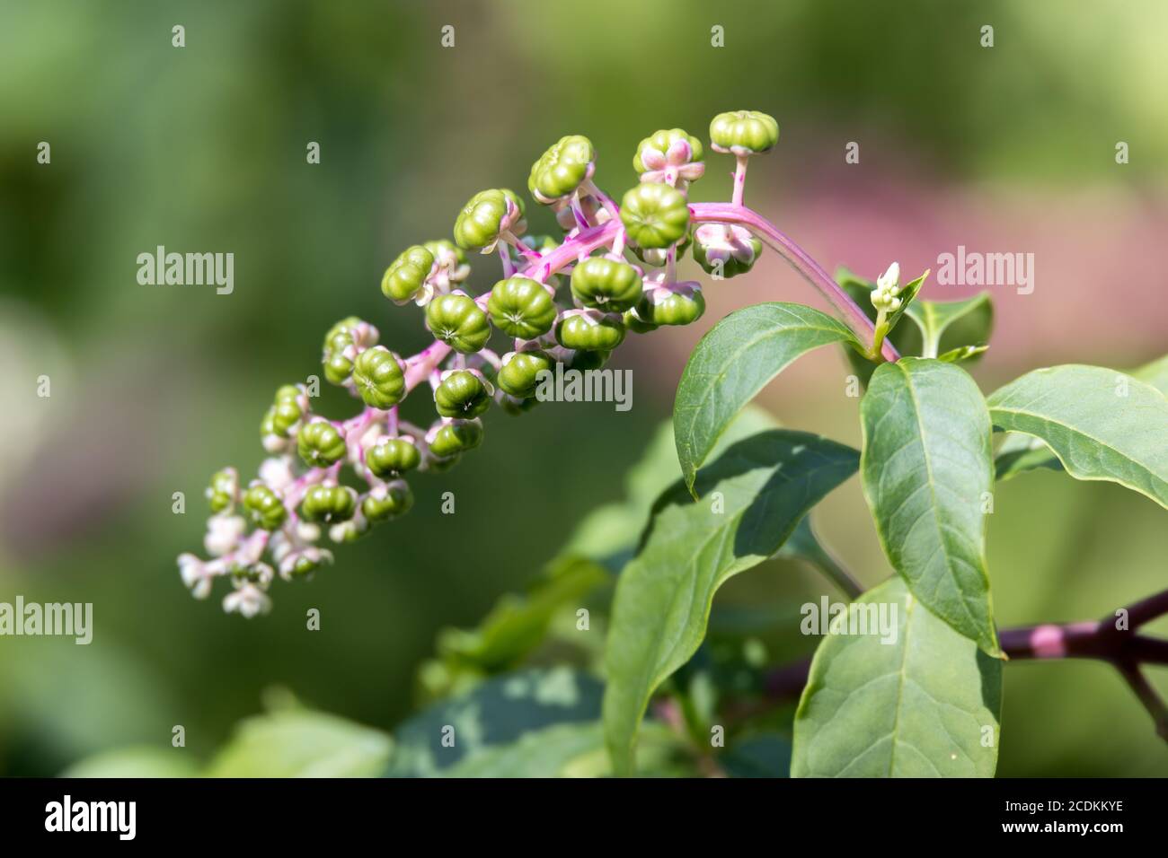 Green and purple pokeweed hi-res stock photography and images - Alamy