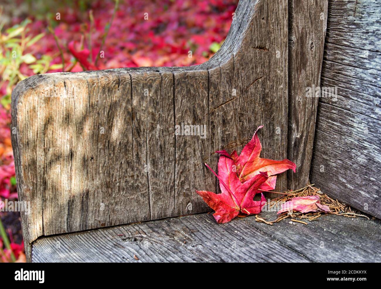 Red Leaves on Bench Stock Photo - Alamy